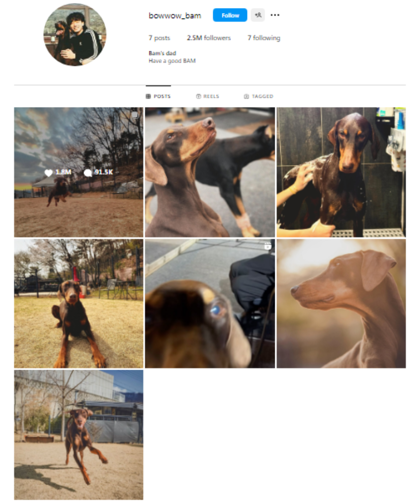 Jungkook BTS Bikin Akun Instagram Buat Anjingnya Bam, Followers Capai 2,5 Juta